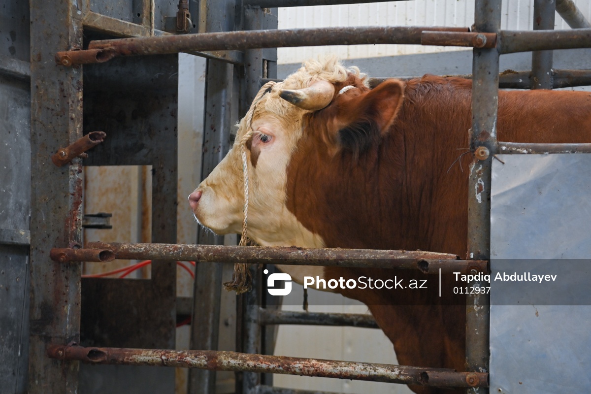 Heyvan kəsimi məntəqəsinə təşkil olunan infotur - 0112937 | Photostock ...